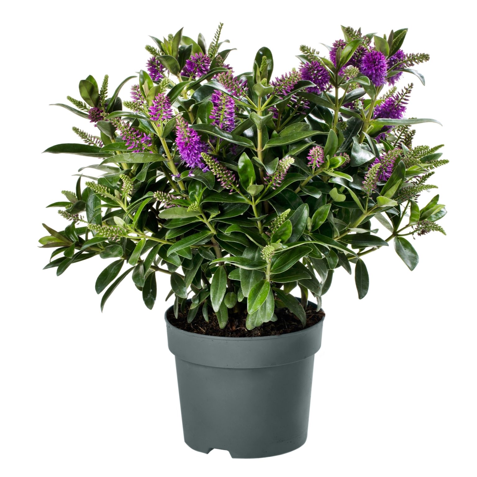 Always summer with Hebe Addenda®! - Pannebakker