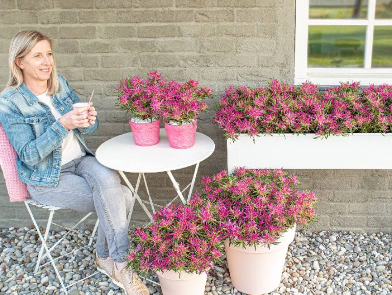 Azalea StarStyle™ - Pannebakker
