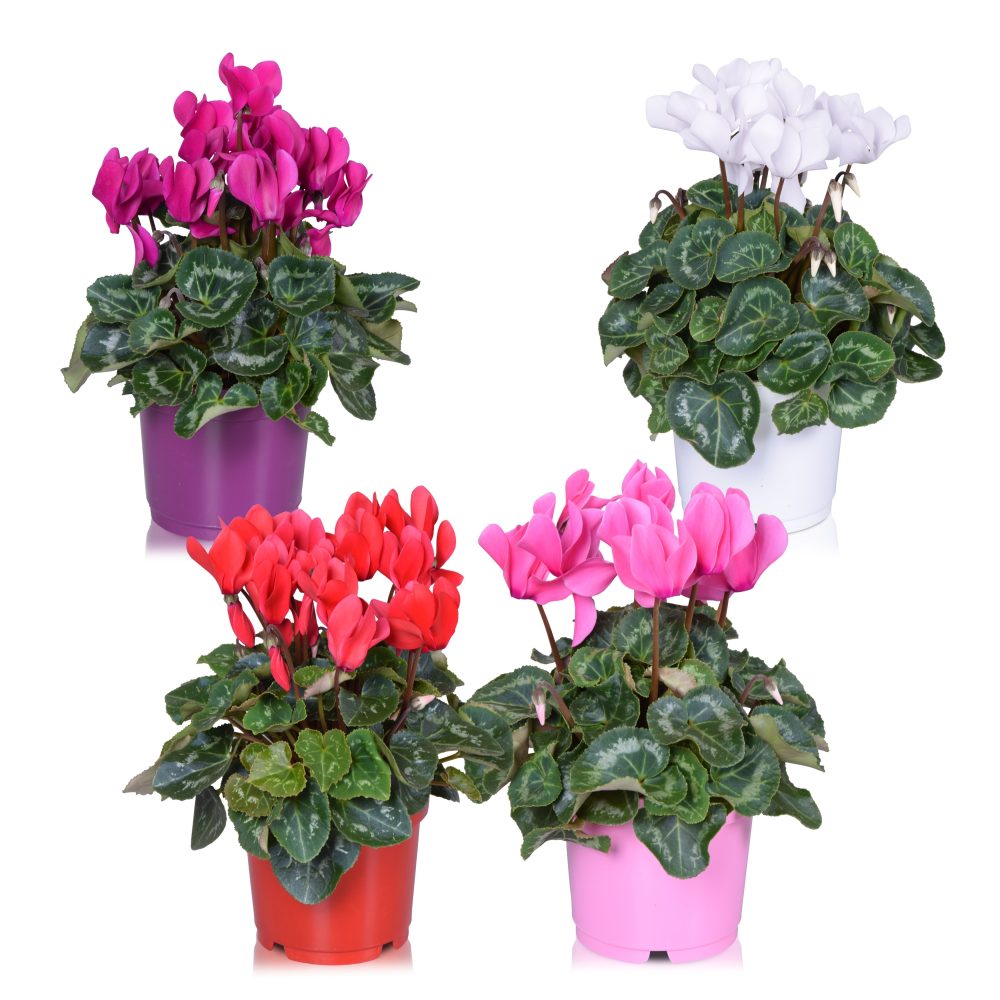 The magic of Cyclamen: Floral splendor in the cold months - Pannebakker