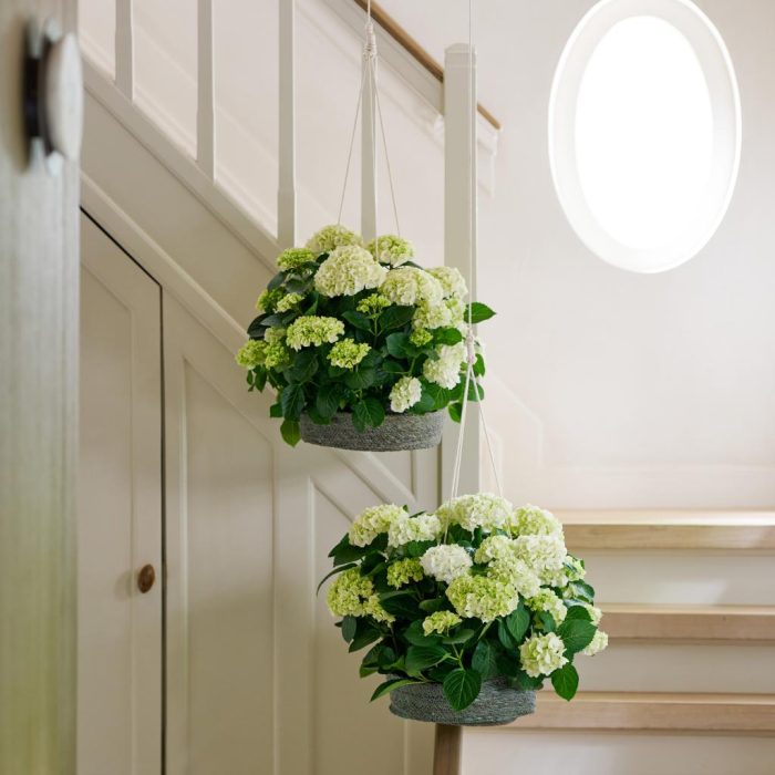 Hydrangea Care Tips – Keep Your Blooms Fresh Longer - Pannebakker